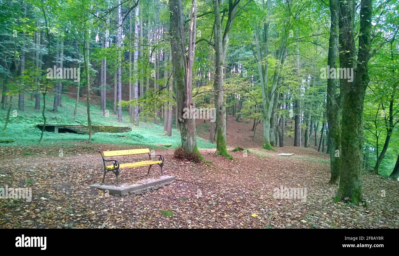 Empty bench in a park with tall trees Stock Photo - Alamy