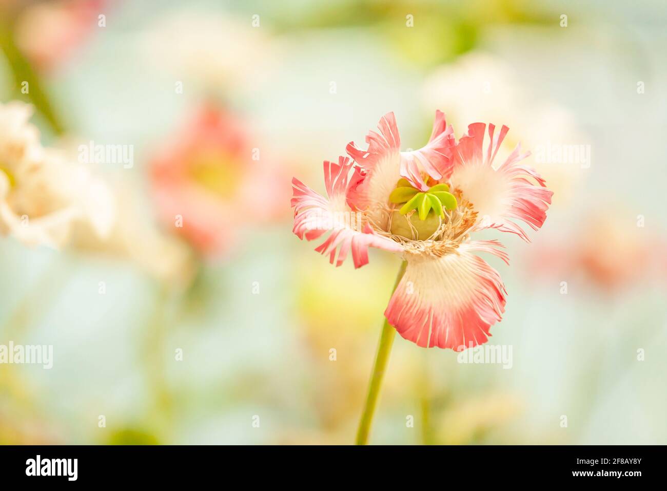 Hall of opium golden triangle hi-res stock photography and images - Alamy