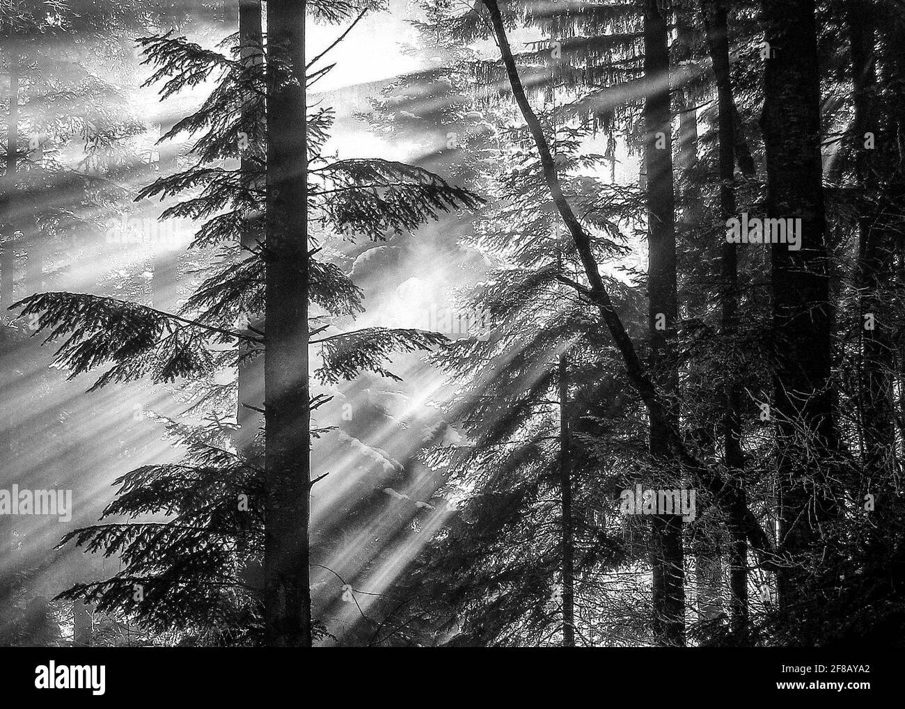 Greyscale shot of the sun shining behind the trees in a forest Stock ...