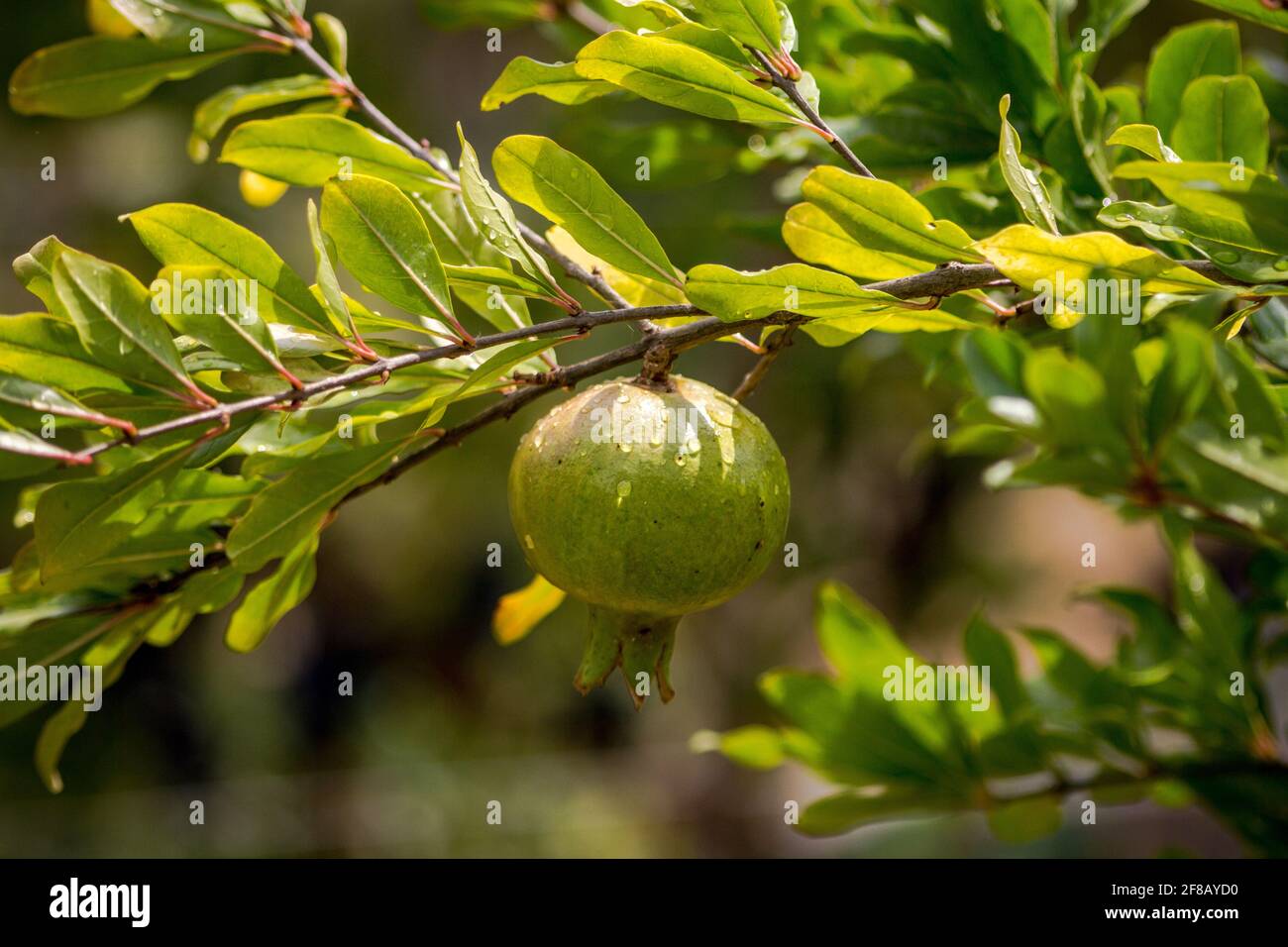 Closeup shot of an unripe green pomegranate growing on a tree Stock ...