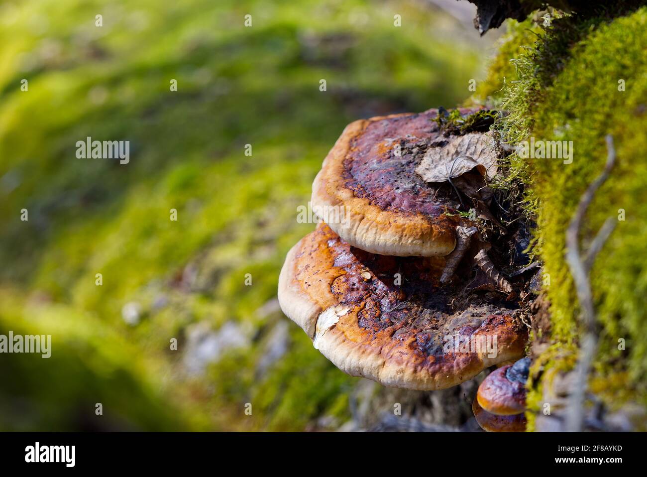 Red Banded Polypore growing on a tree covered by green moss in the ...
