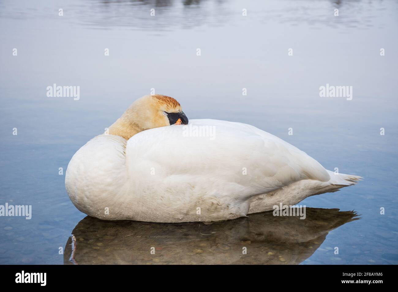 Beautiful young white swan or Cygnus sleeping on the water Stock Photo ...