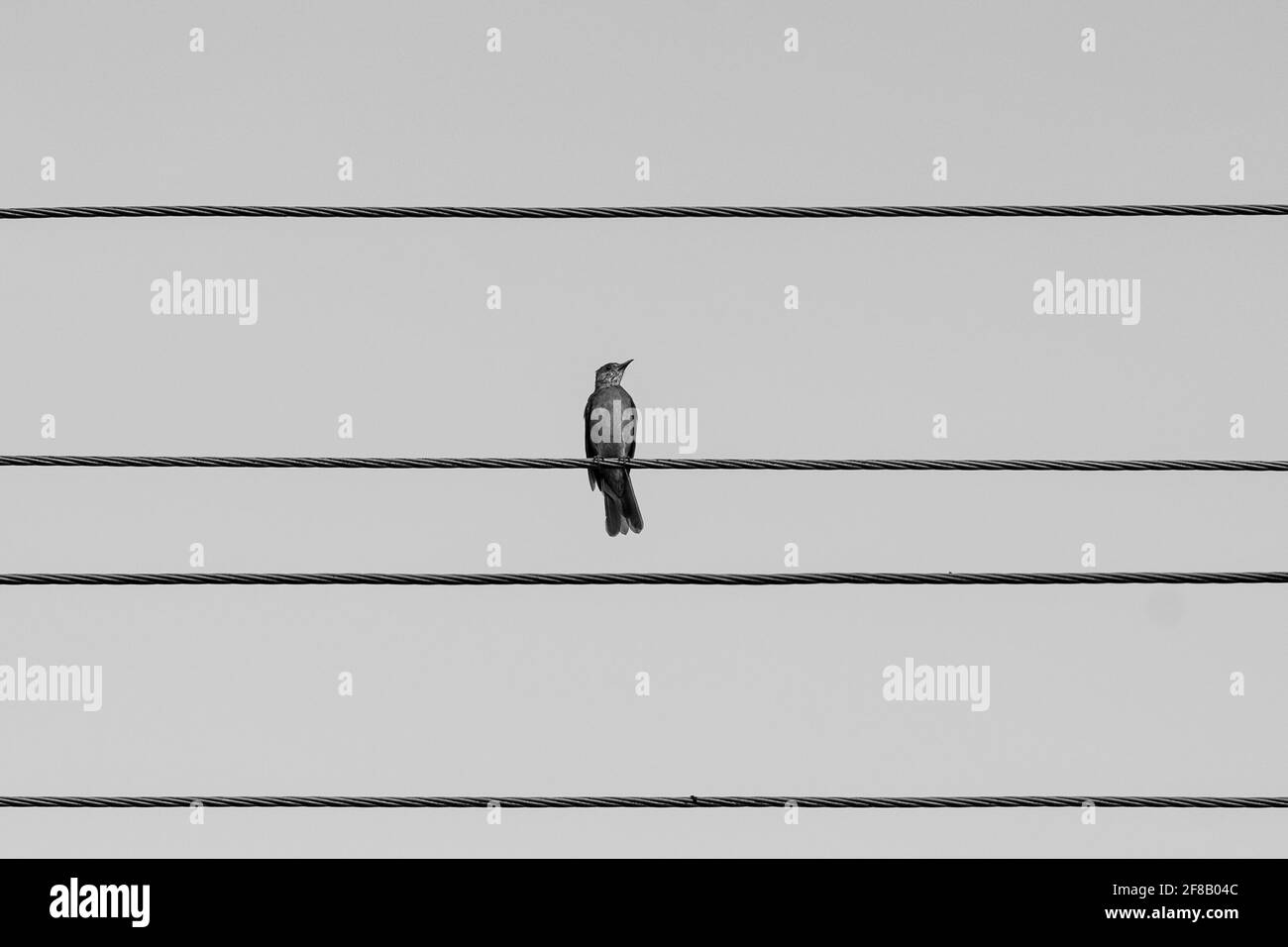 White grey bird on Black and White Stock Photos & Images - Alamy