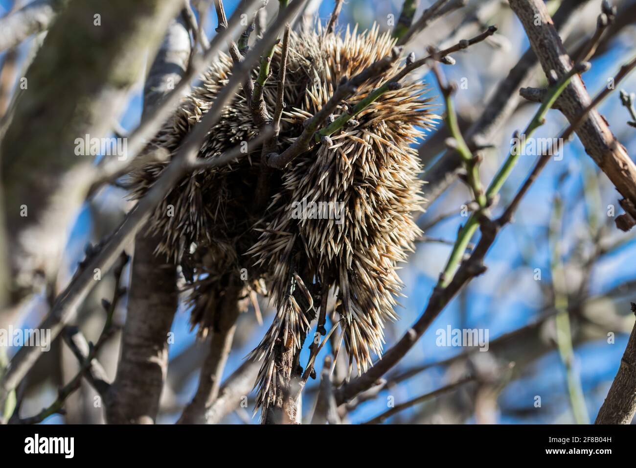 Selective focus shot of a dead hedgehog stuck in tree branches Stock ...
