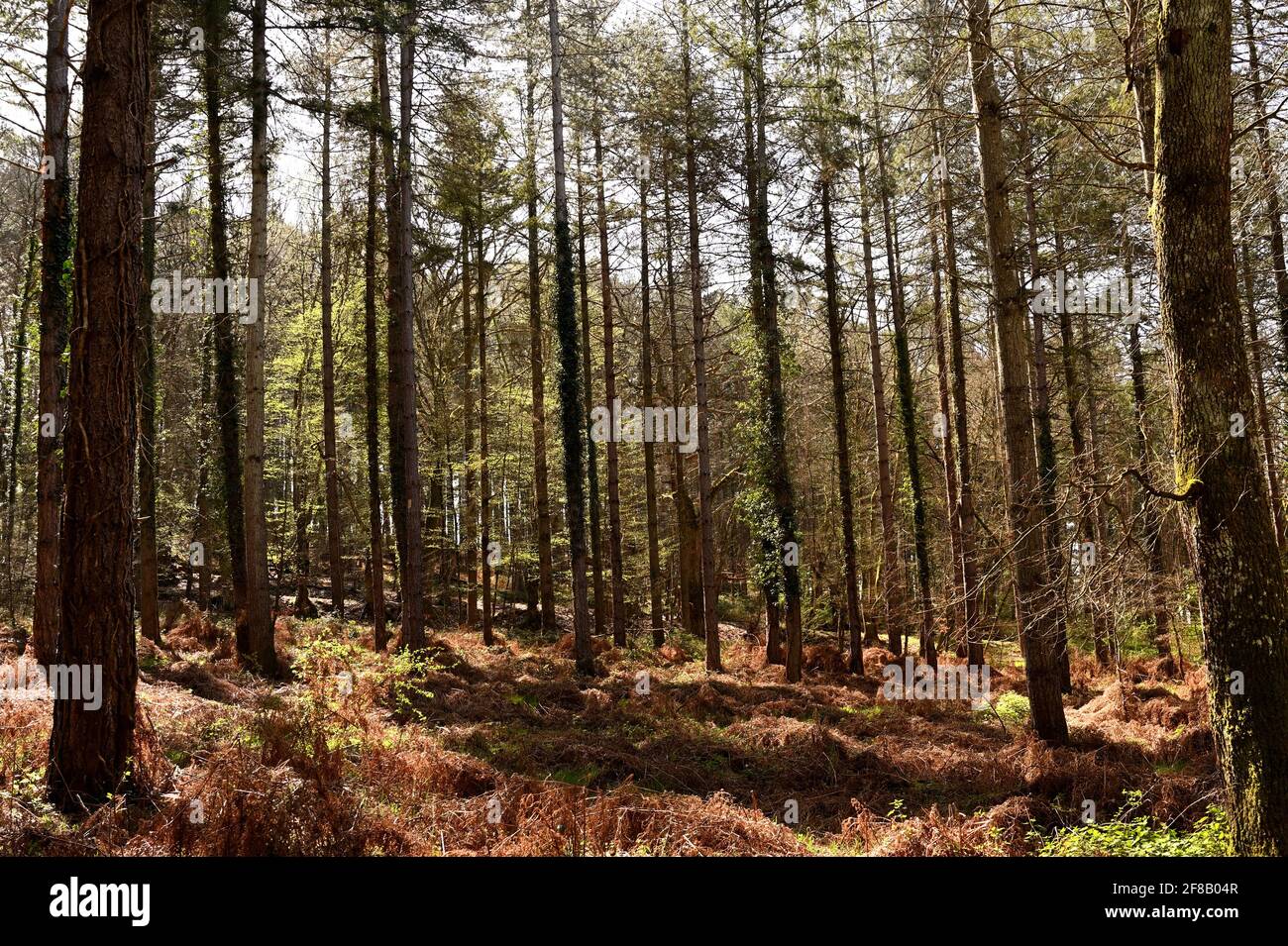 A view of forest undergrowth at sunrise Stock Photo - Alamy