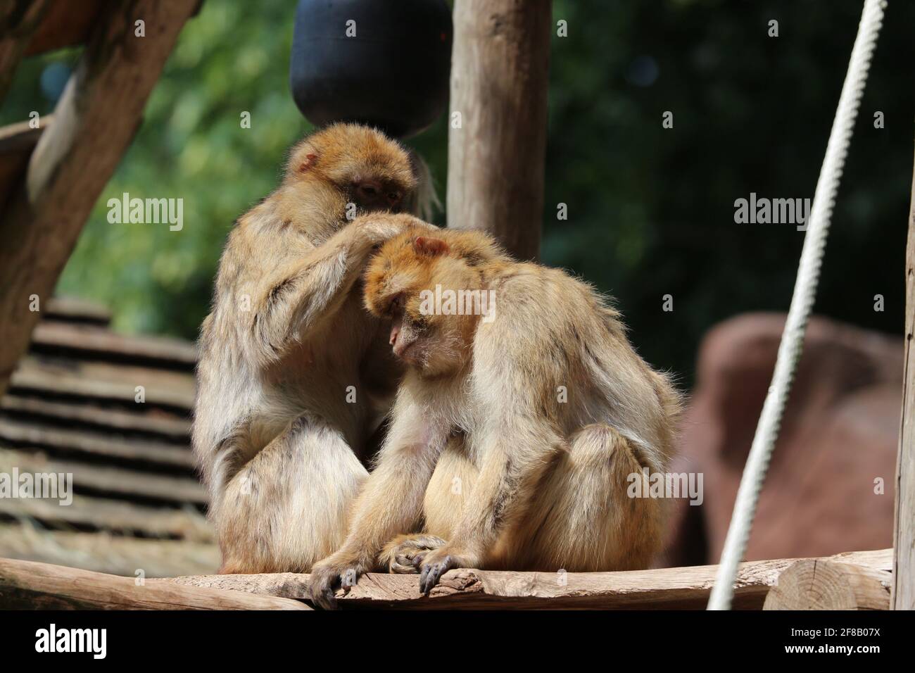 Barbary apes scratching each other; cute animals in the zoo Stock Photo ...