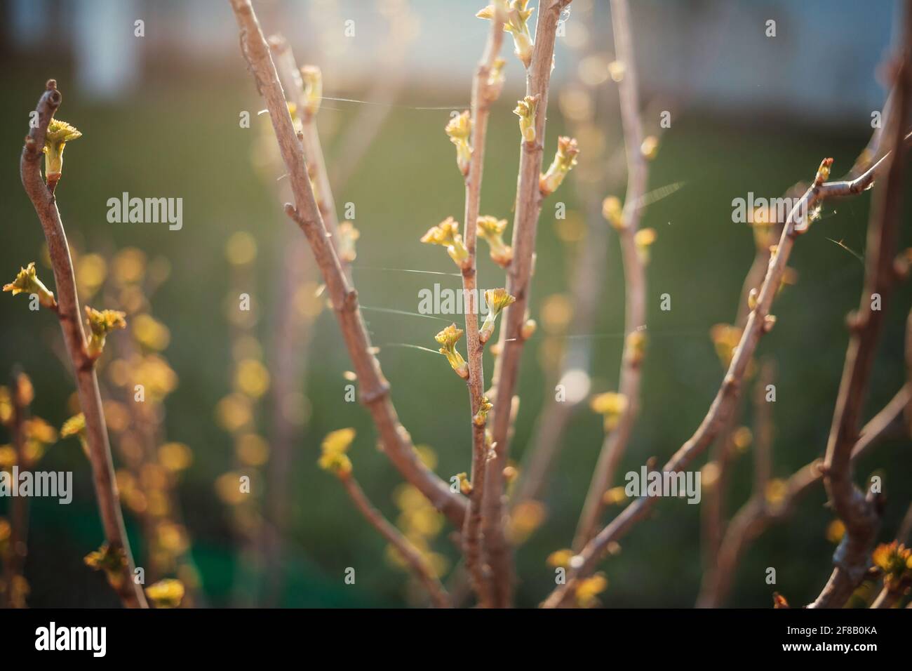 The first spring leaves on the tree in garden Stock Photo - Alamy