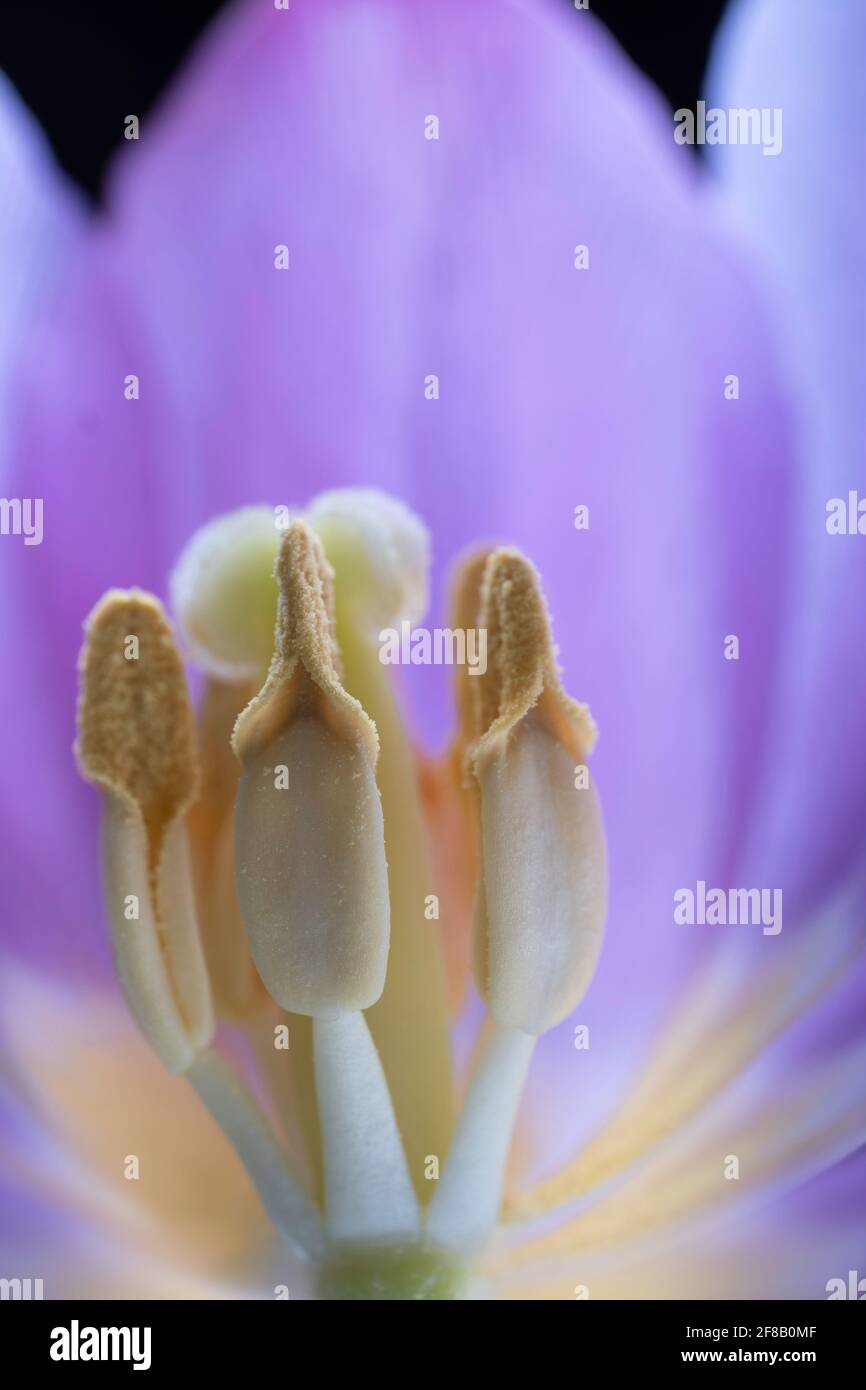 Tulip stamen pistil macro hi-res stock photography and images - Alamy