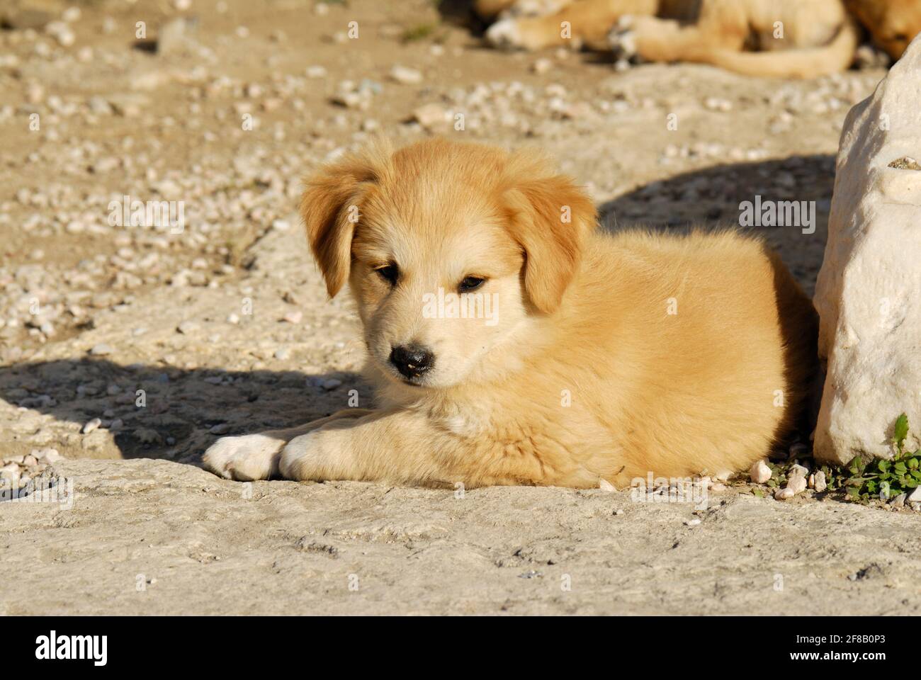 little pups of a mixed breed dog at the Temple of Zeus, Athens, Greece ...