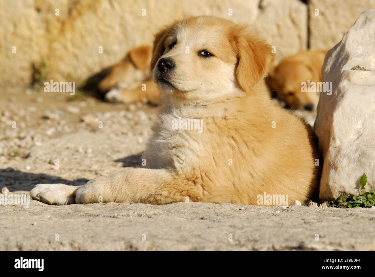 little pups of a mixed breed dog at the Temple of Zeus, Athens, Greece ...