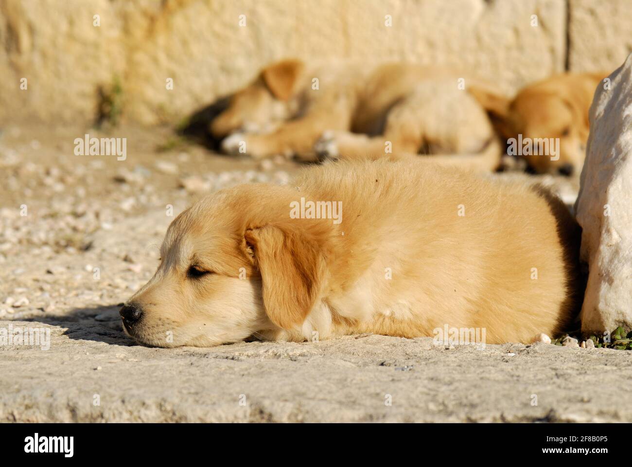 little pups of a mixed breed dog at the Temple of Zeus, Athens, Greece ...