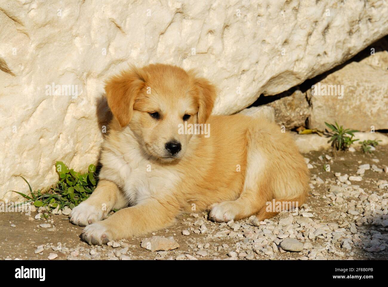 little pups of a mixed breed dog at the Temple of Zeus, Athens, Greece ...