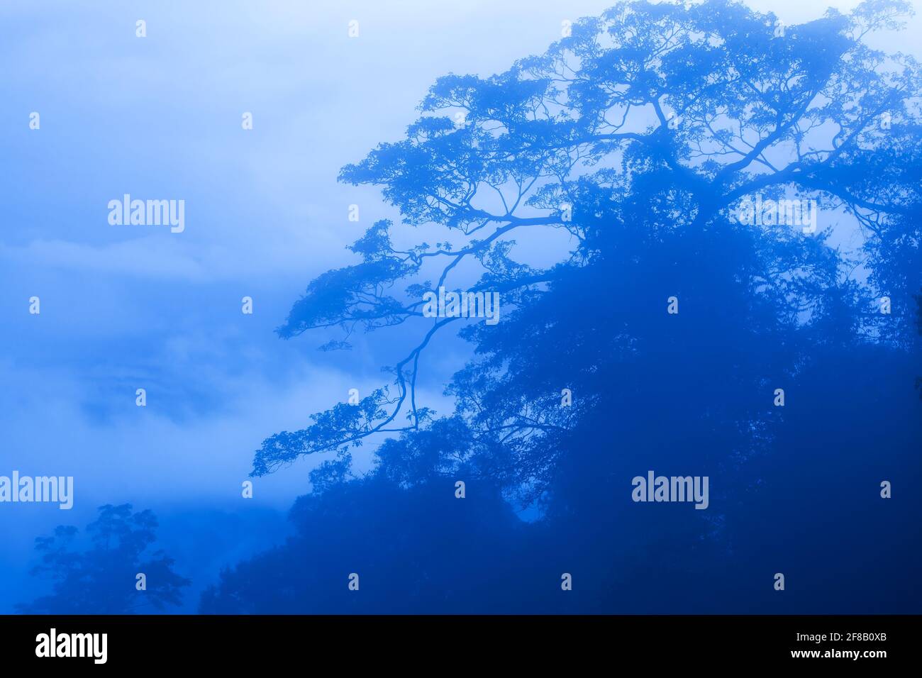 Giant banyan tree ficus benghalensis hi-res stock photography and ...