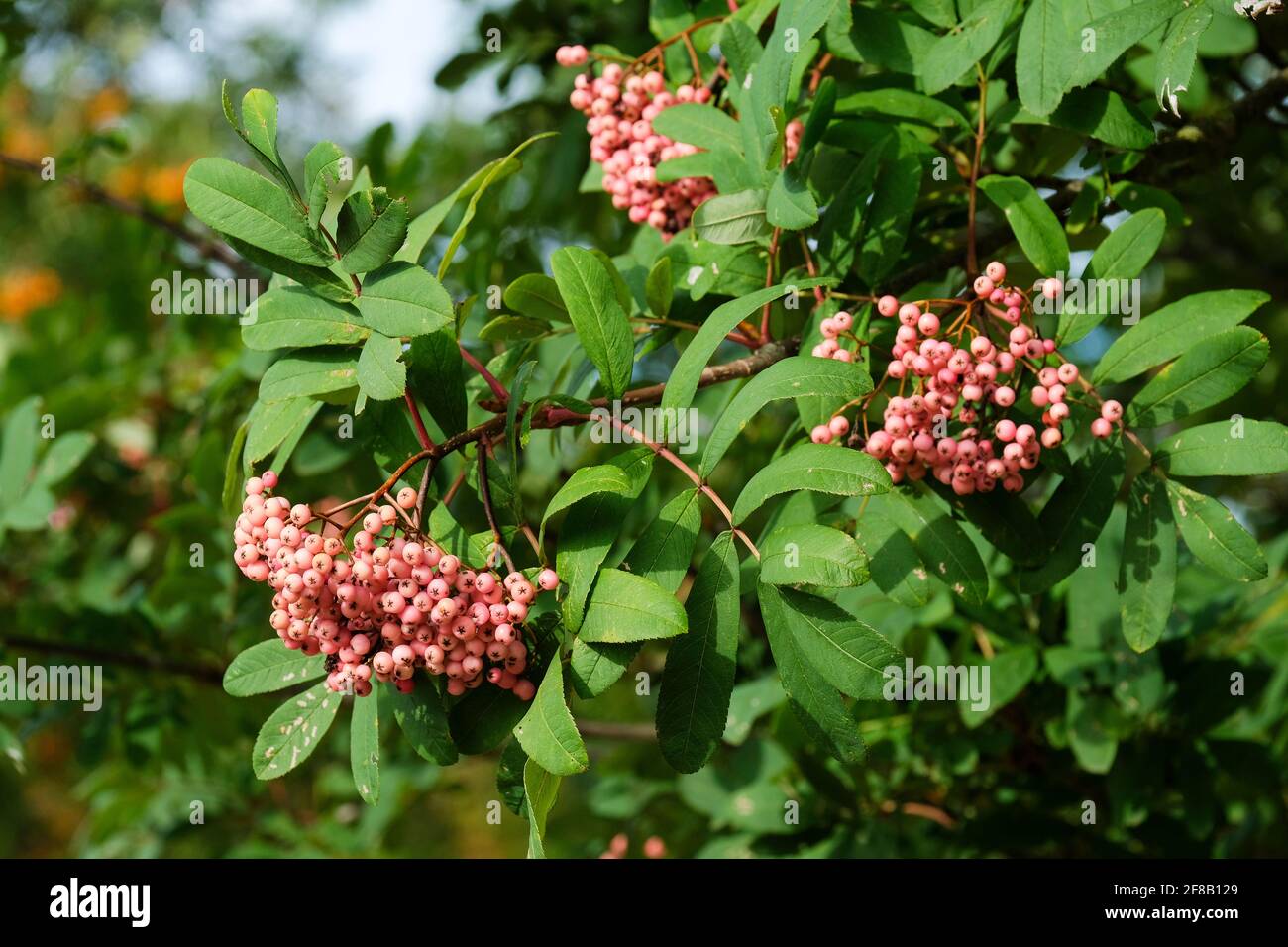 Sorbus 'Bellona'. Rowan. Mountain Ash Tree. Pink berries in late summer ...