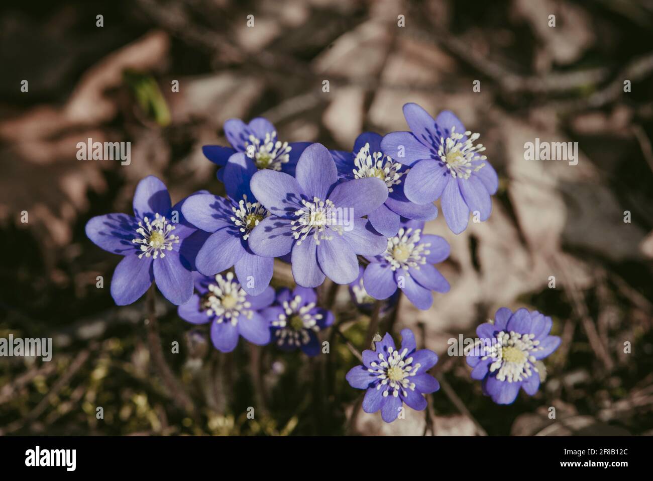 Violet Hepatica nobilis, Common Hepatica or Anemone hepatica. Early ...