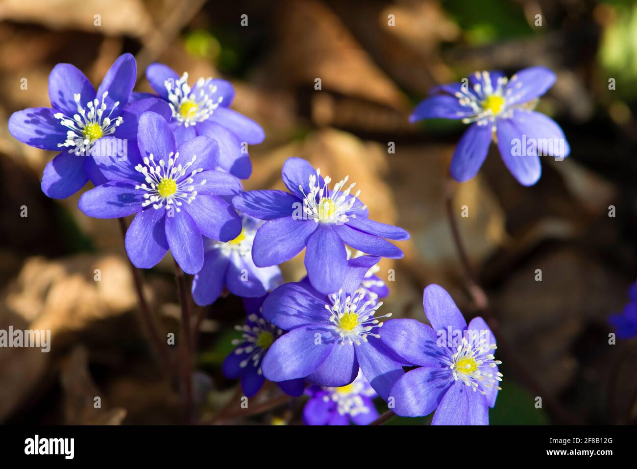 Violet Hepatica nobilis, Common Hepatica or Anemone hepatica. Early ...