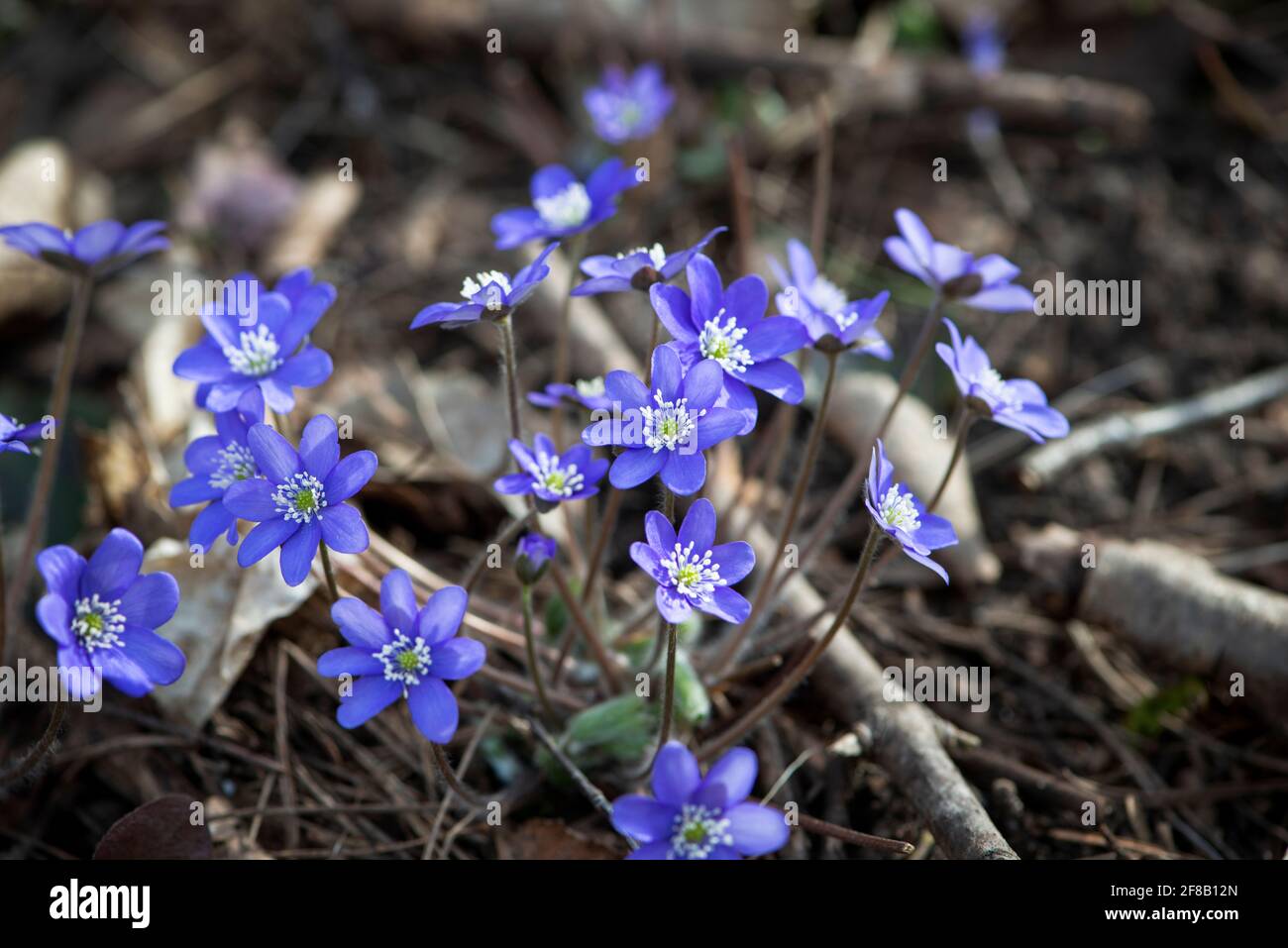 Violet Hepatica nobilis, Common Hepatica or Anemone hepatica. Early ...