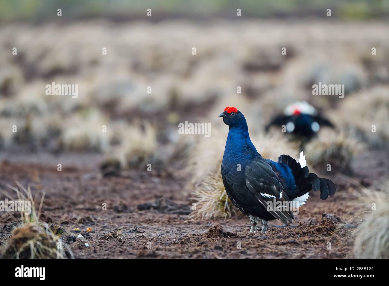 Lekking black grouse on morning swamp. Spring colors of moors with ...