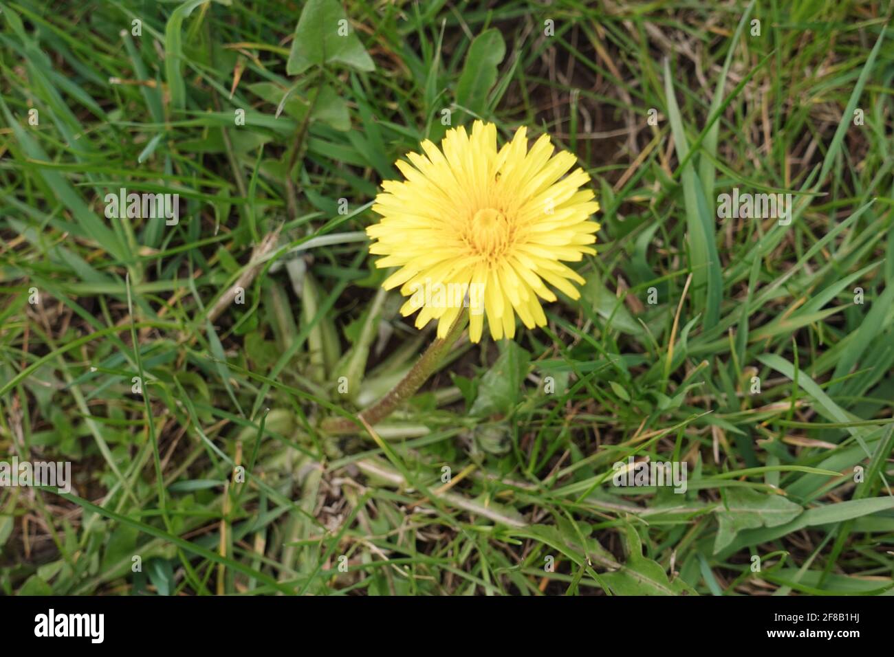 Dandelion in spring Stock Photo - Alamy