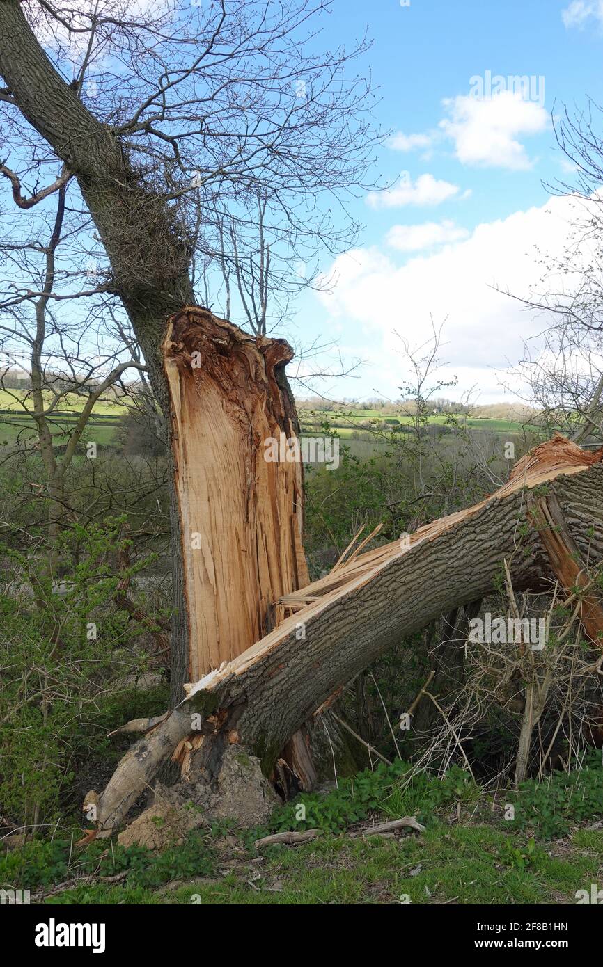 Tree damaged in storm Stock Photo - Alamy