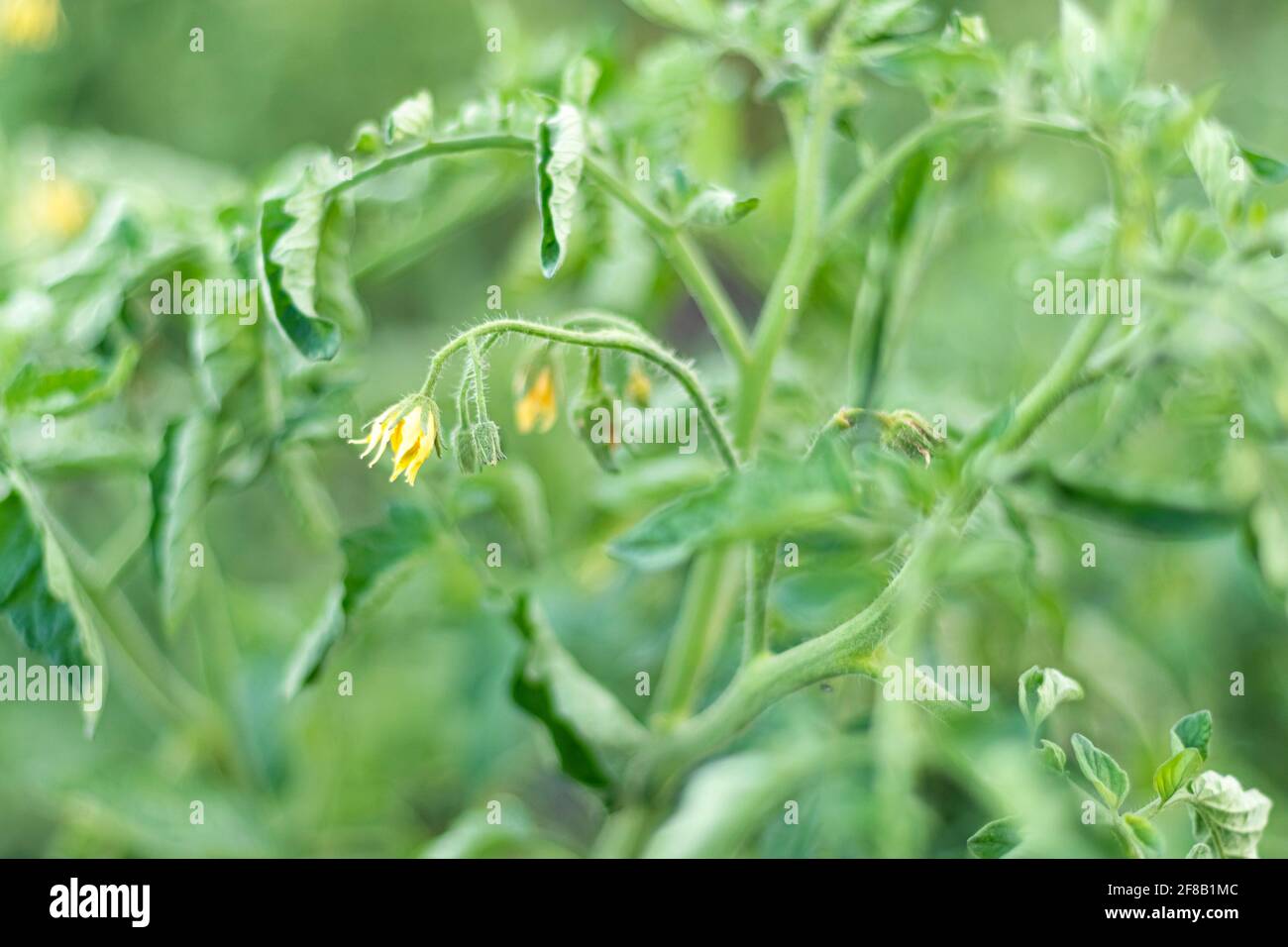 yellow tomato flowers. Blooming tomato bush. Healthy food concept soft ...
