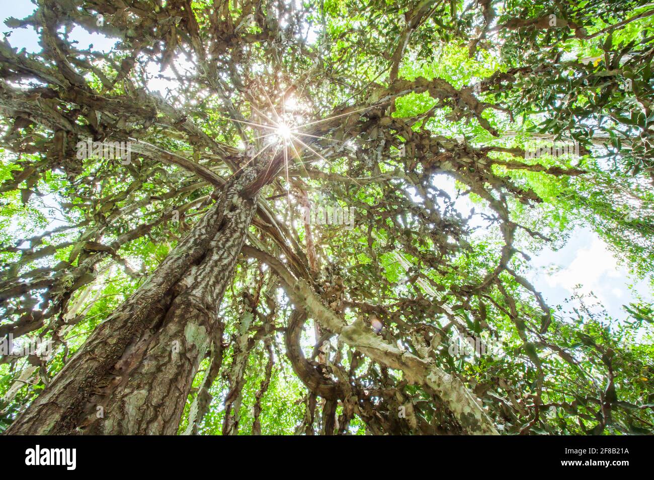 Magical old cactus tree in primeval forest. view angle shot from bottom ...