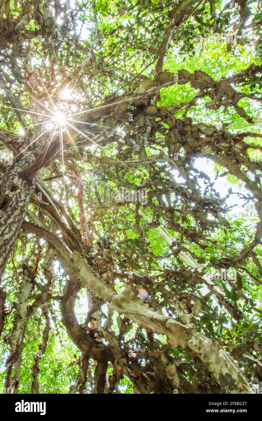 Magical old cactus tree in primeval forest. view angle shot from bottom ...
