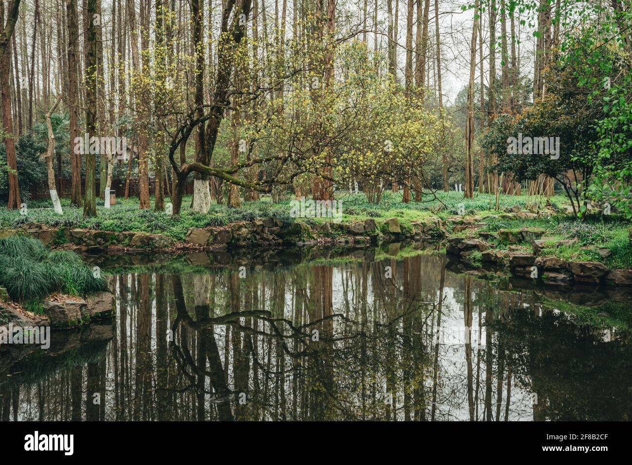 Willow trees chinese garden hi-res stock photography and images - Alamy