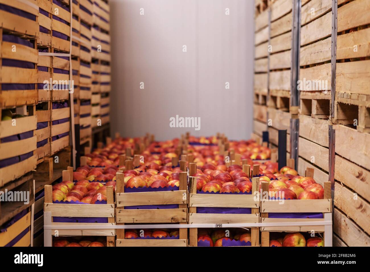 Apples in crates ready for shipping. Cold storage interior Stock Photo ...