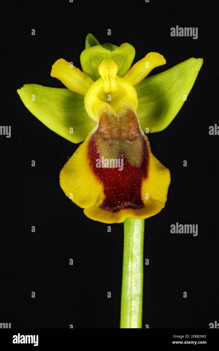 Yellow bee orchid ophrys lutea hi-res stock photography and images - Alamy