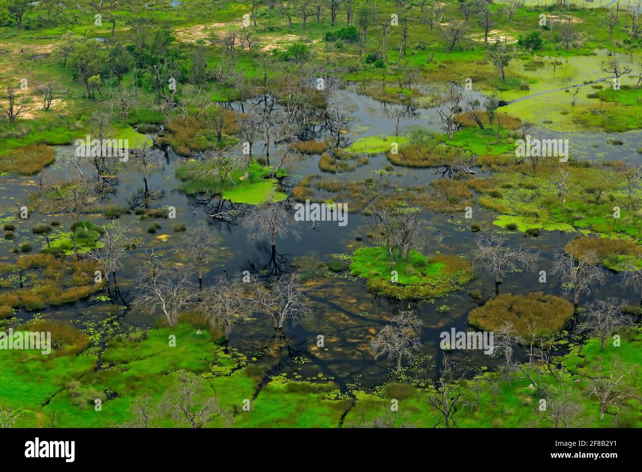 Dead tree island okavango delta hi-res stock photography and images - Alamy