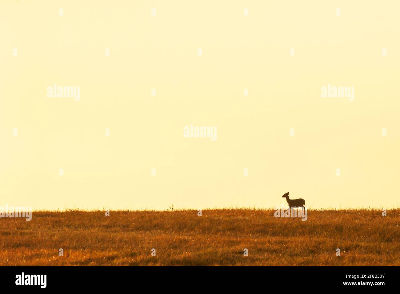 A hog deer hi-res stock photography and images - Alamy