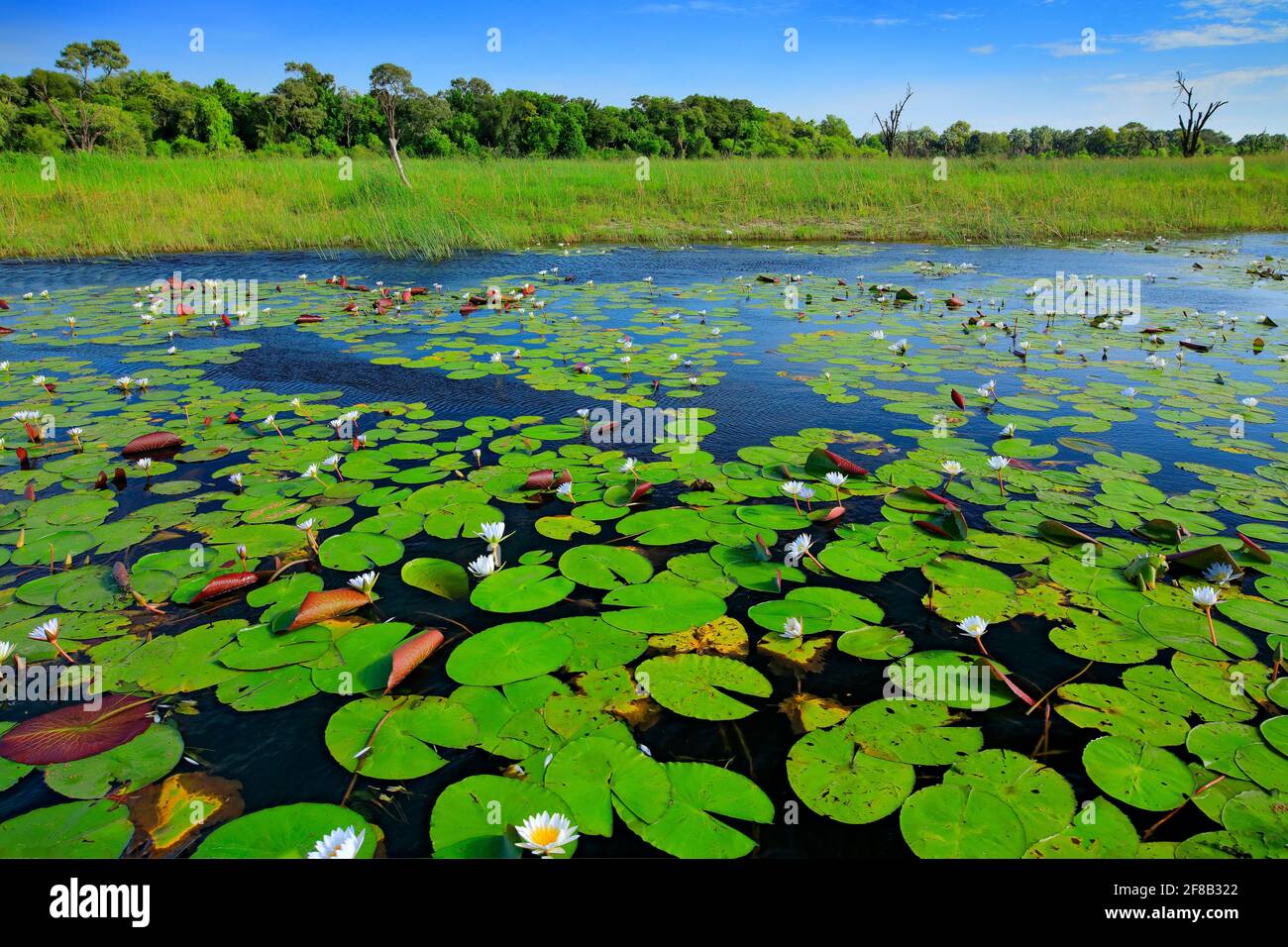 African landscape, water lily with green leaves on the water surface ...
