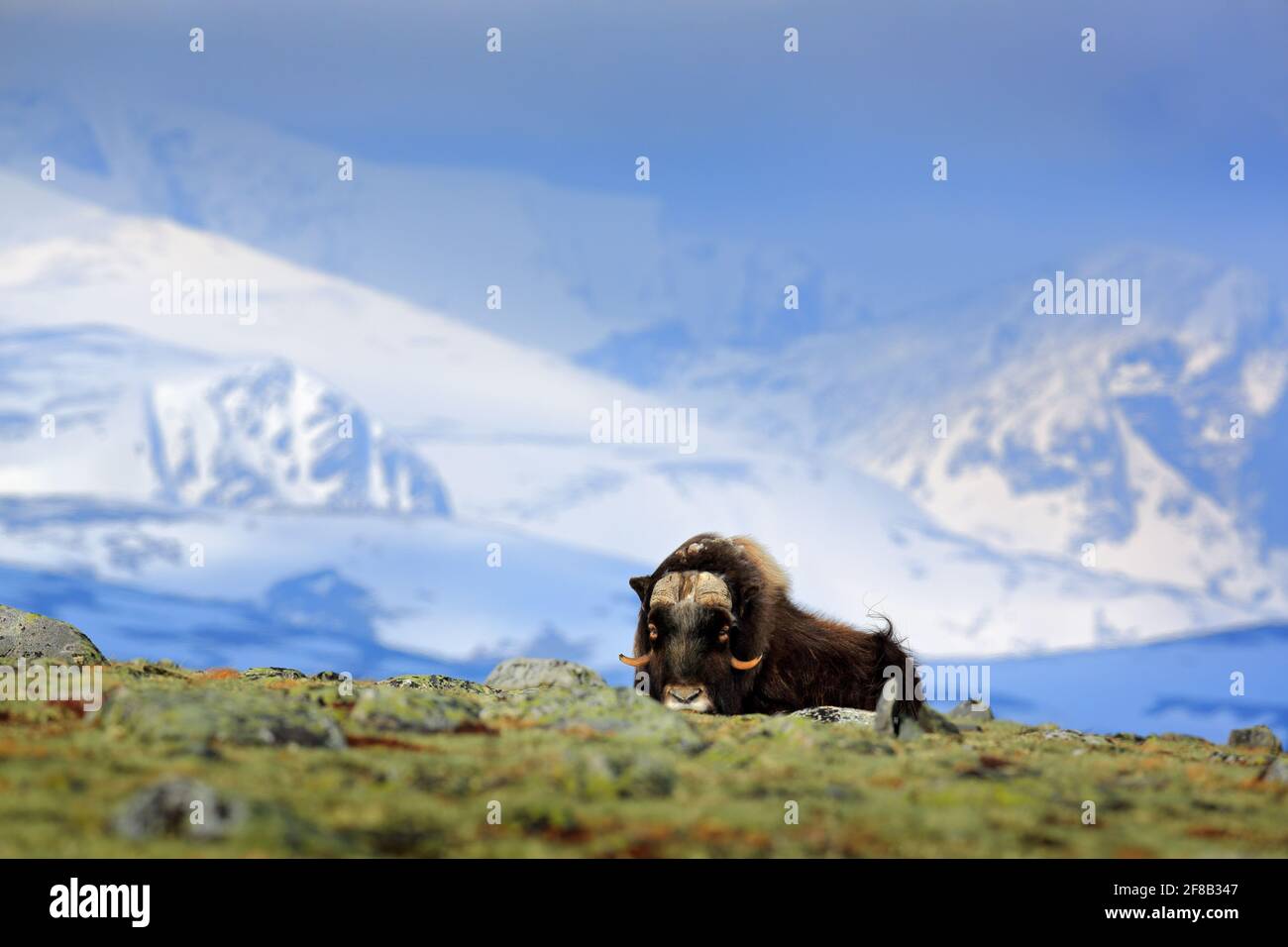 Musk Ox, Ovibos moschatus, with mountain and snow in the background ...