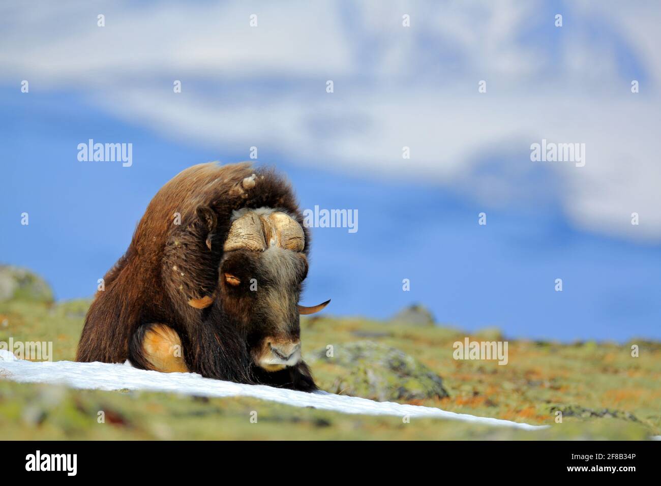 Long horn ox hi-res stock photography and images - Alamy