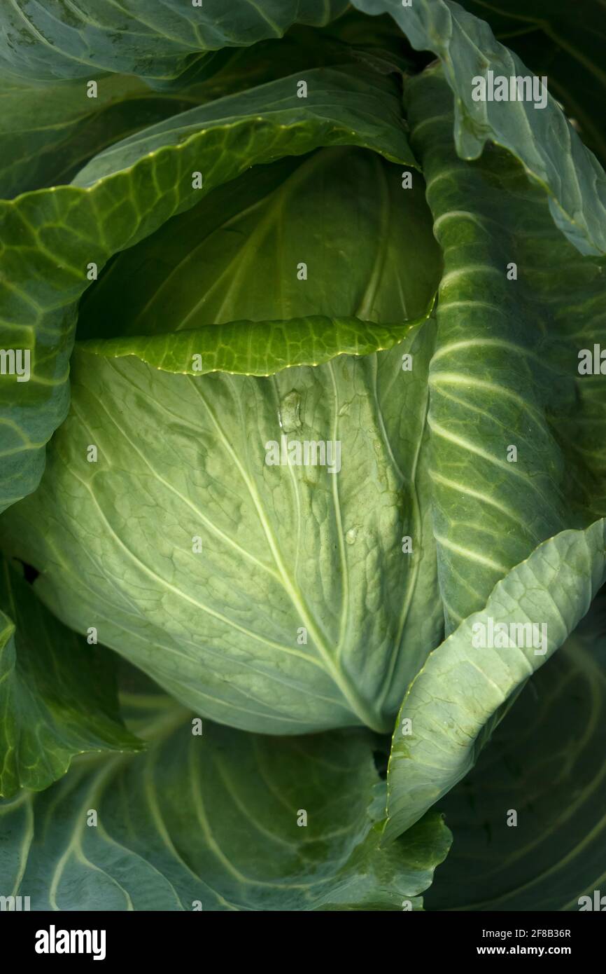Big cabbage in the garden. Fresh green big cabbage organic vegetables ...