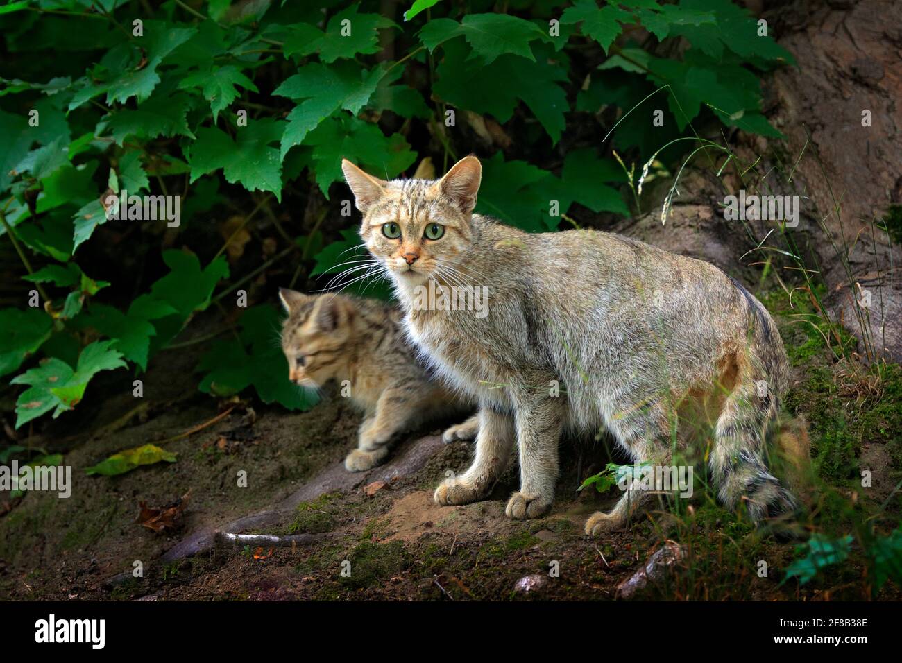 Wild Cat with cub, Felis silvestris, animal in the nature tree forest ...