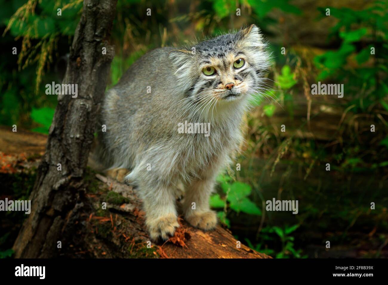 Manul or Pallas's cat, Otocolobus manul, cute wild cat from Asia ...