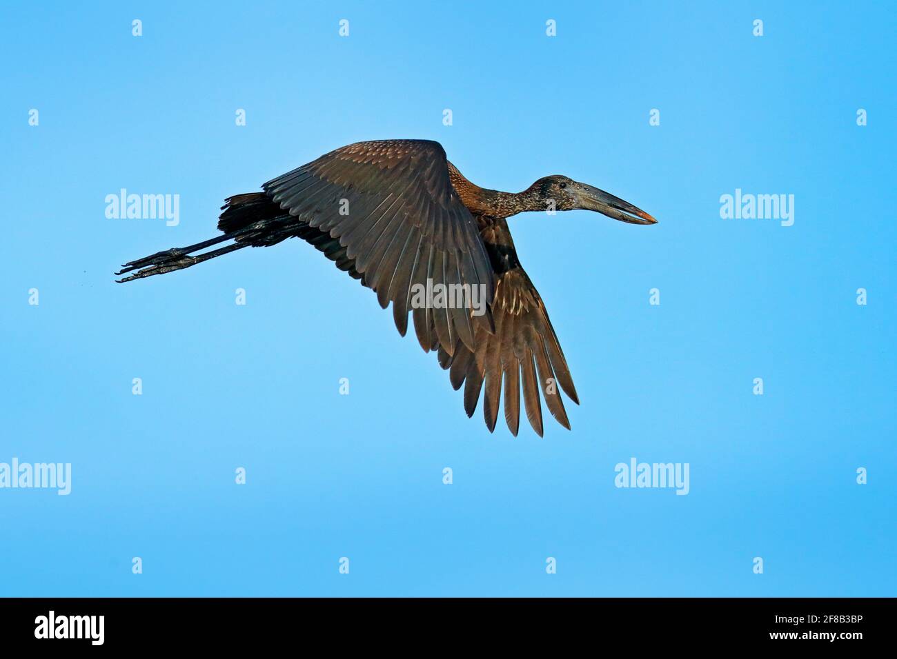 African Openbill, Anastomus lamelligerus, black large african stork ...