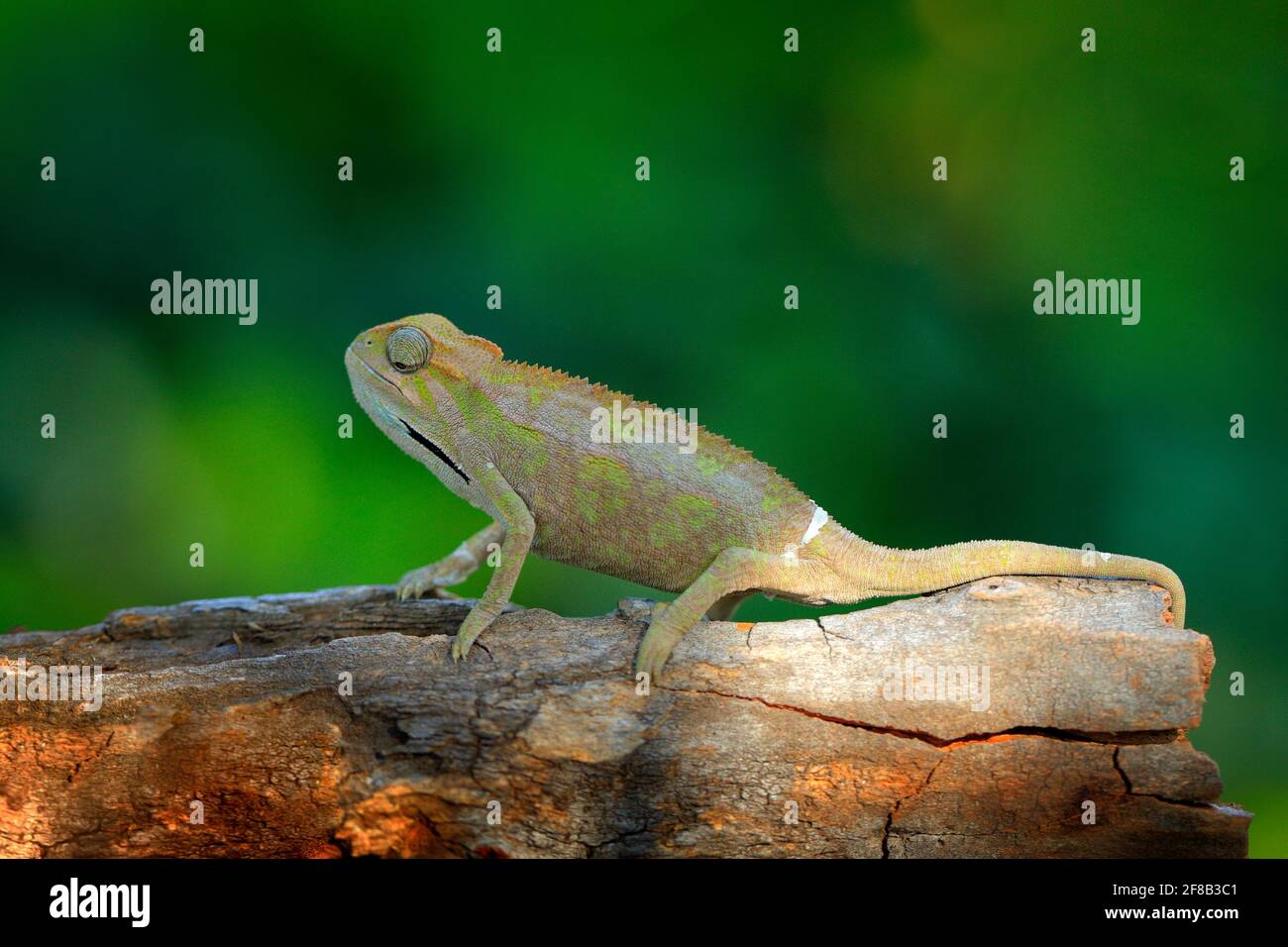 Ellioti hi-res stock photography and images - Alamy