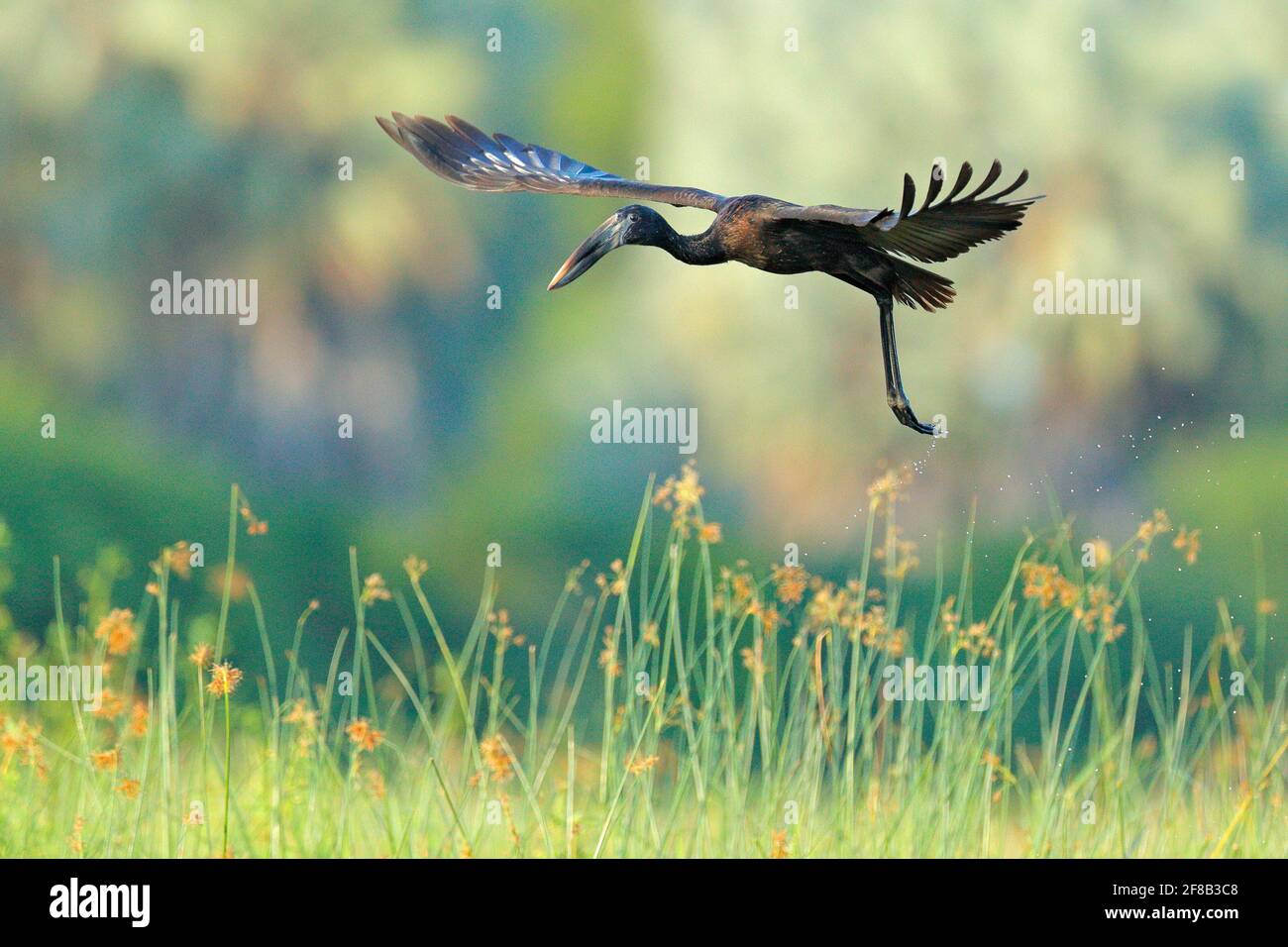 African Openbill, Anastomus lamelligerus, black large african stork ...