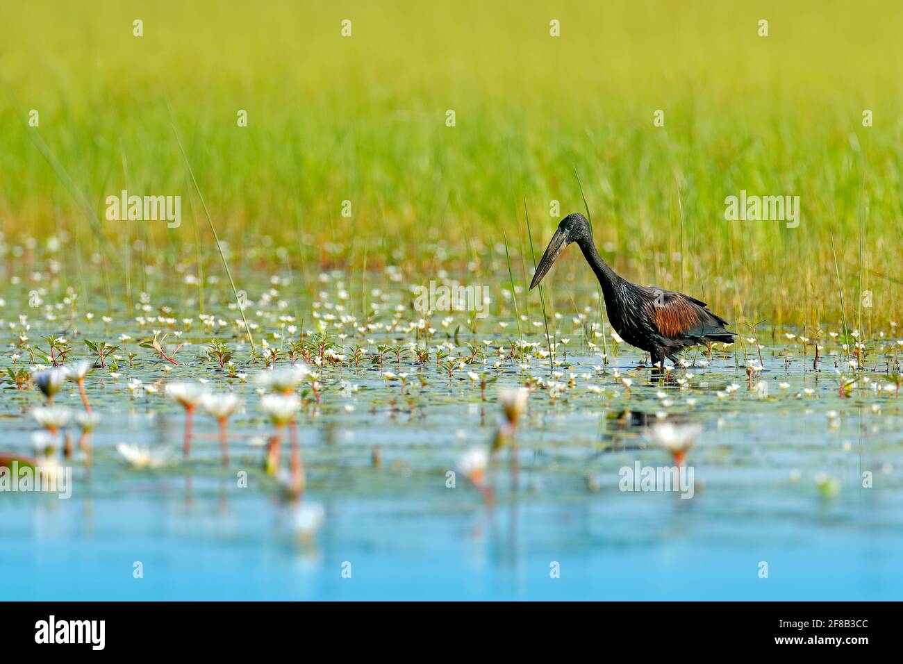 African Openbill, black large African stork. Bird with unusual bill ...