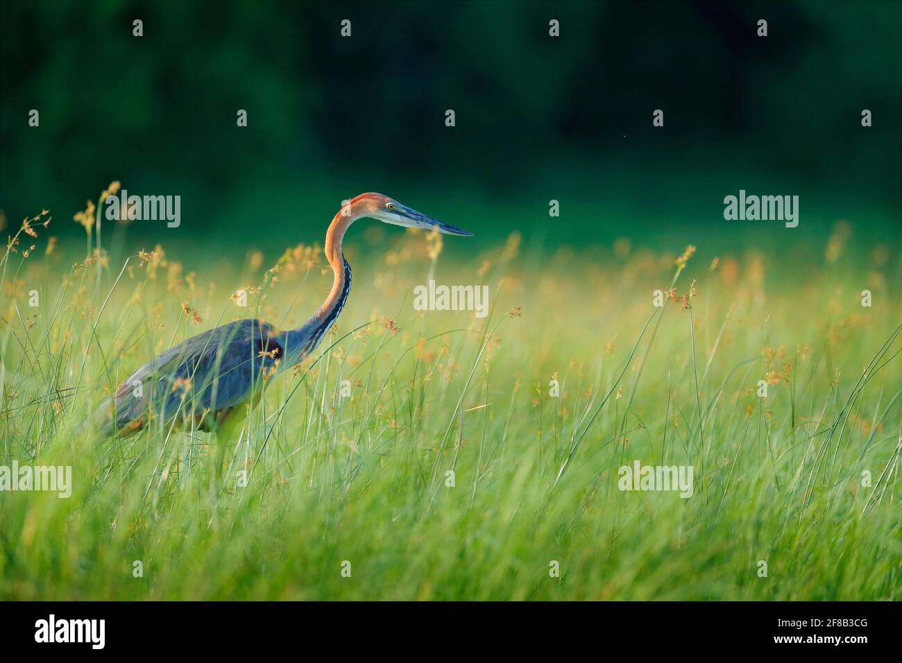 Giant goliath eron, Ardea goliath, the biggest heron walking in morning ...