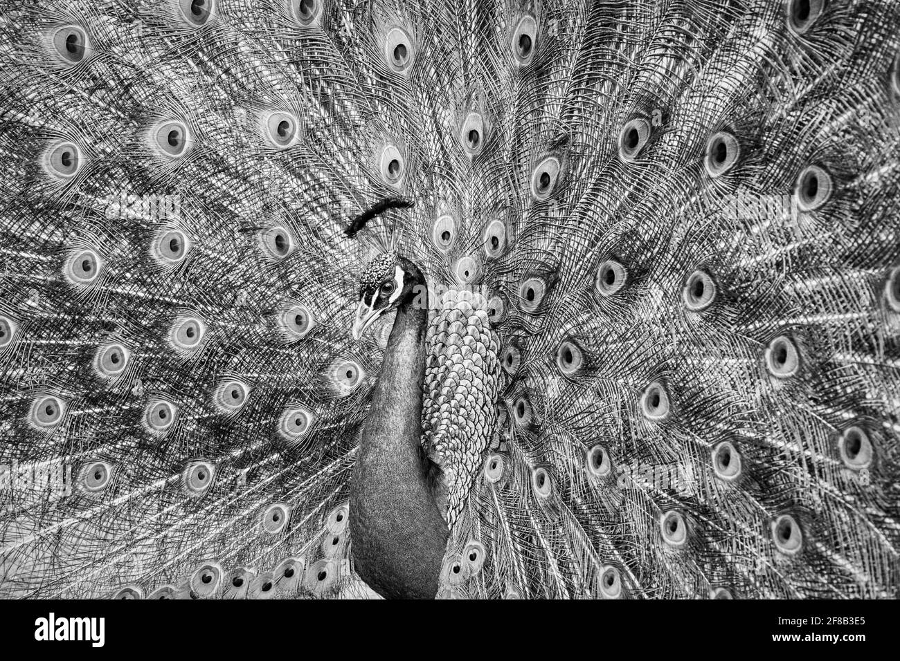 Peacock Black And White Photography
