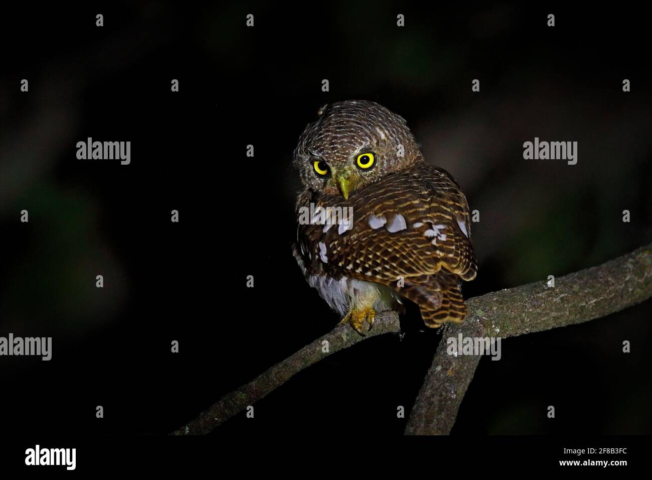African barred owlet, Glaucidium capense, Bird in the nature habitat in ...