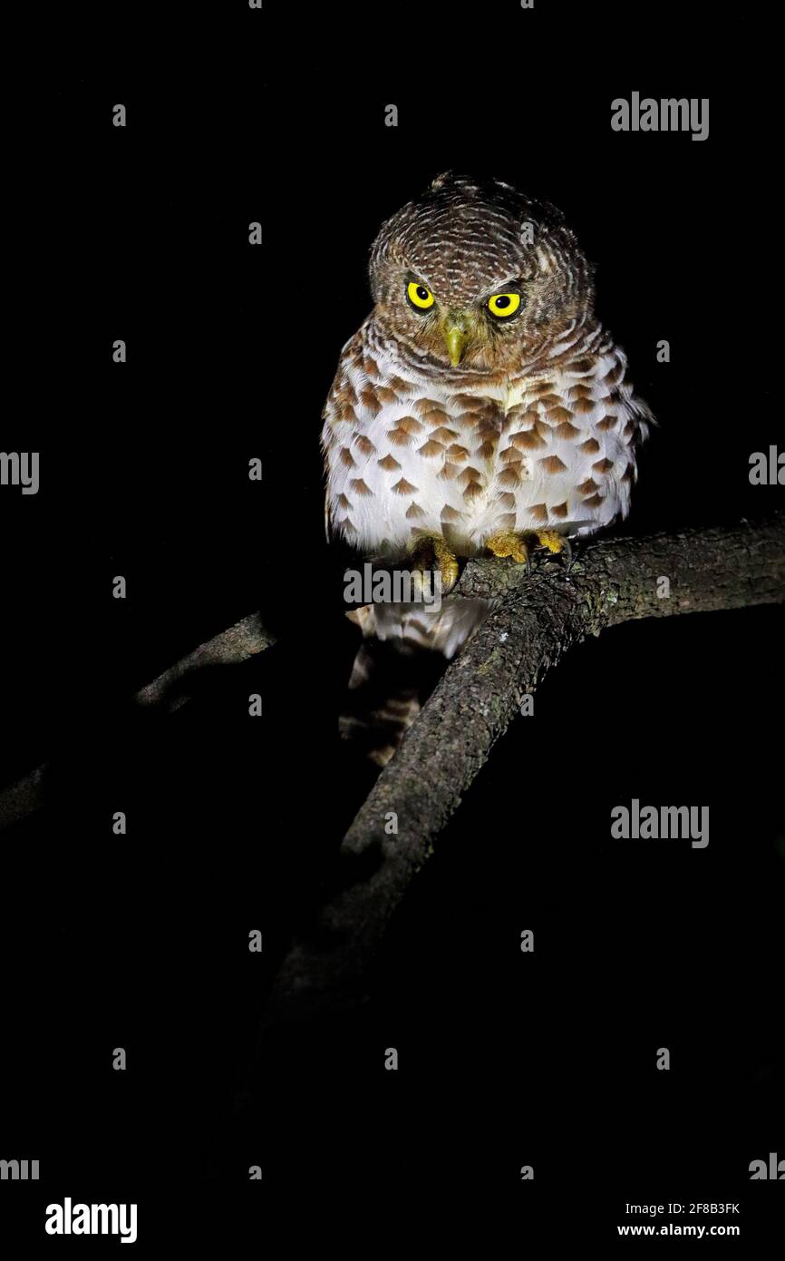 African barred owl hi-res stock photography and images - Alamy