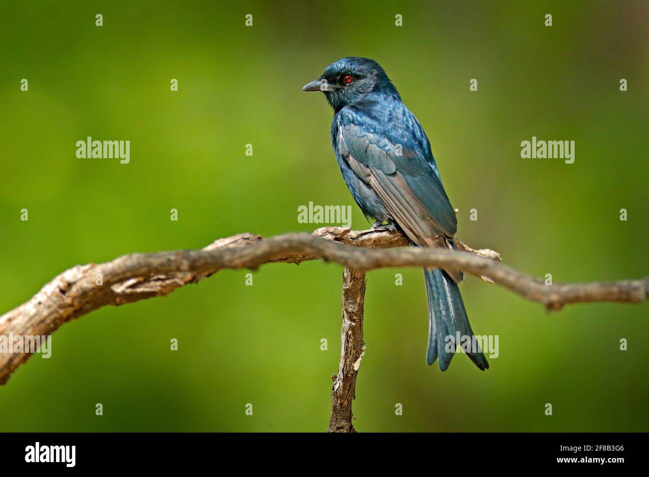 Drongo in flight hi-res stock photography and images - Alamy