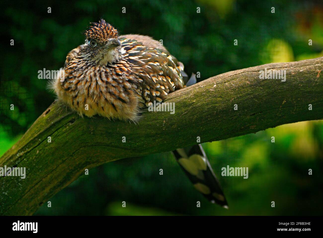 Greater roadrunner, Geococcyx californianus, bird sitting on the branch ...