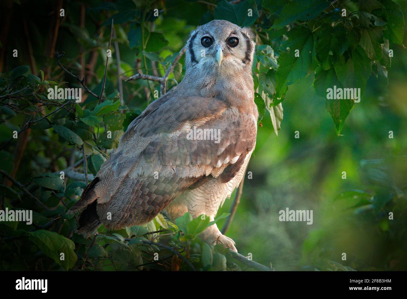 Verreaux's Eagle Owl. Rare African owl in the nature habitat in ...