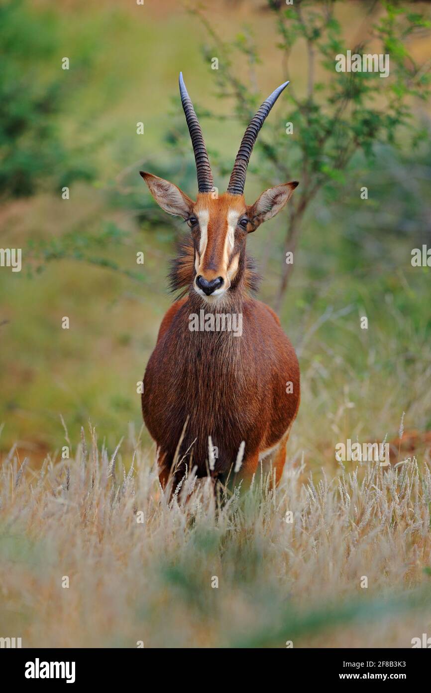 Roan antelope, Hippotragus equinus, savanna antelope found in West ...